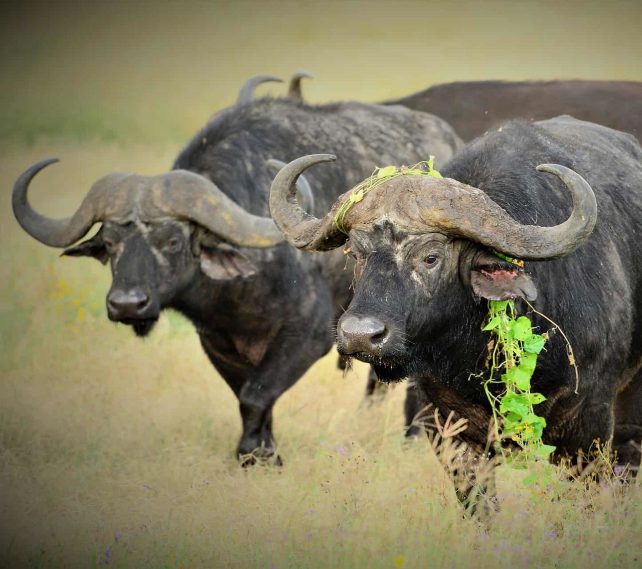 KENYAN GUIDE • Jambo Rafiki Travel